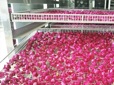 Introduction to Flower Drying Machine - Dryera